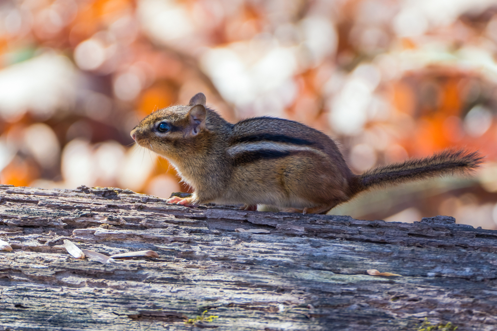 Eastern Chipmunk from Reston, VA, USA on November 25, 2023 at 12:12 PM ...