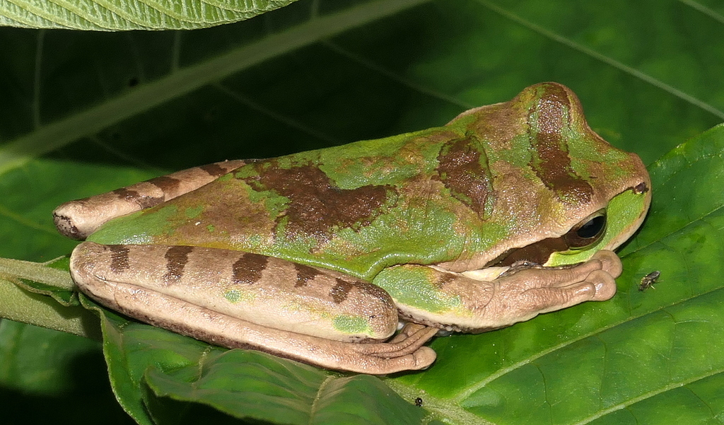 Masked Tree Frog from 7Km Sureste del Parque Nacional Volcan Arenal ...