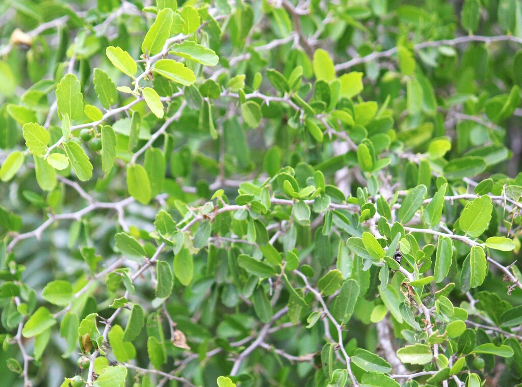 spiny hackberry from South Side, Corpus Christi, TX, USA on November 25 ...