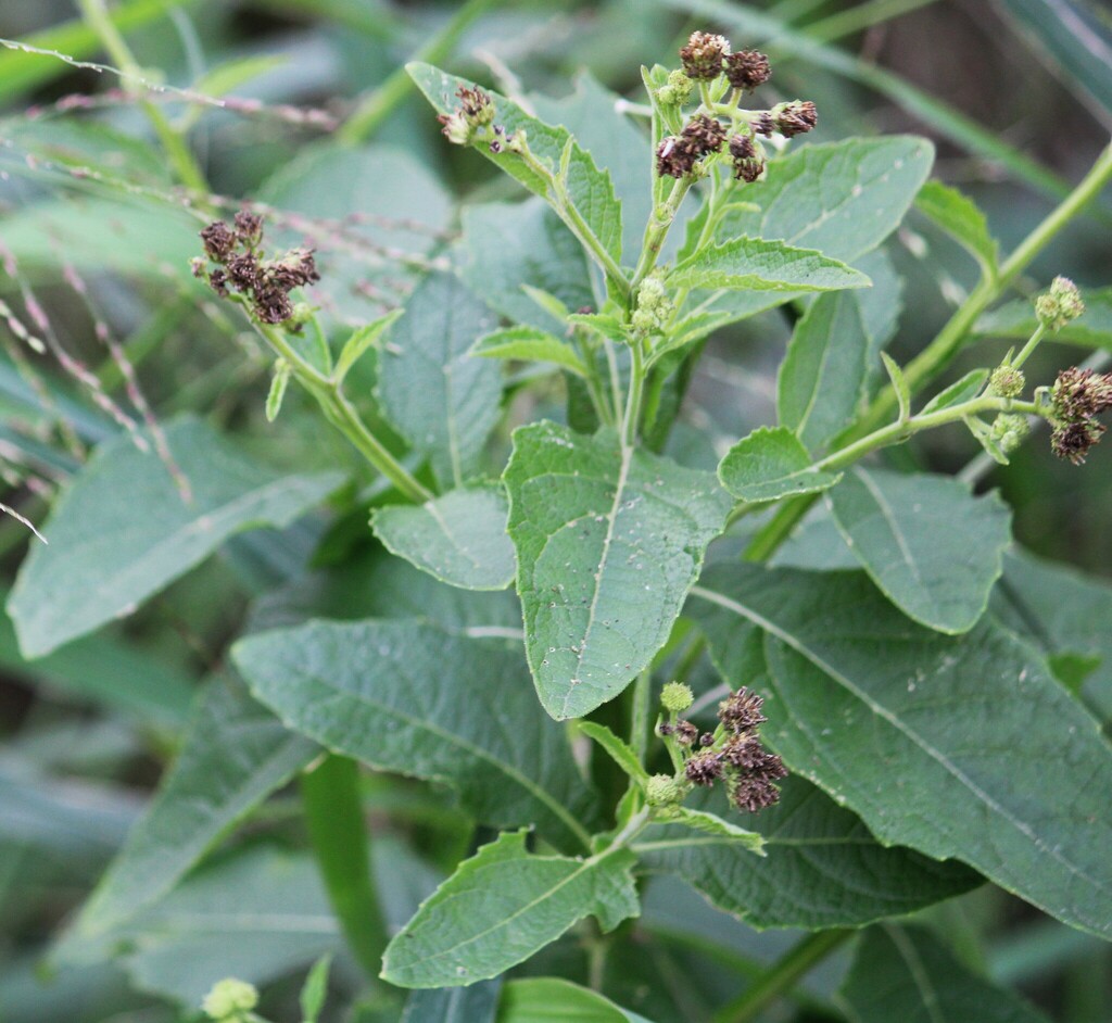 Mexican Winged Crown-Beard from South Side, Corpus Christi, TX, USA on ...
