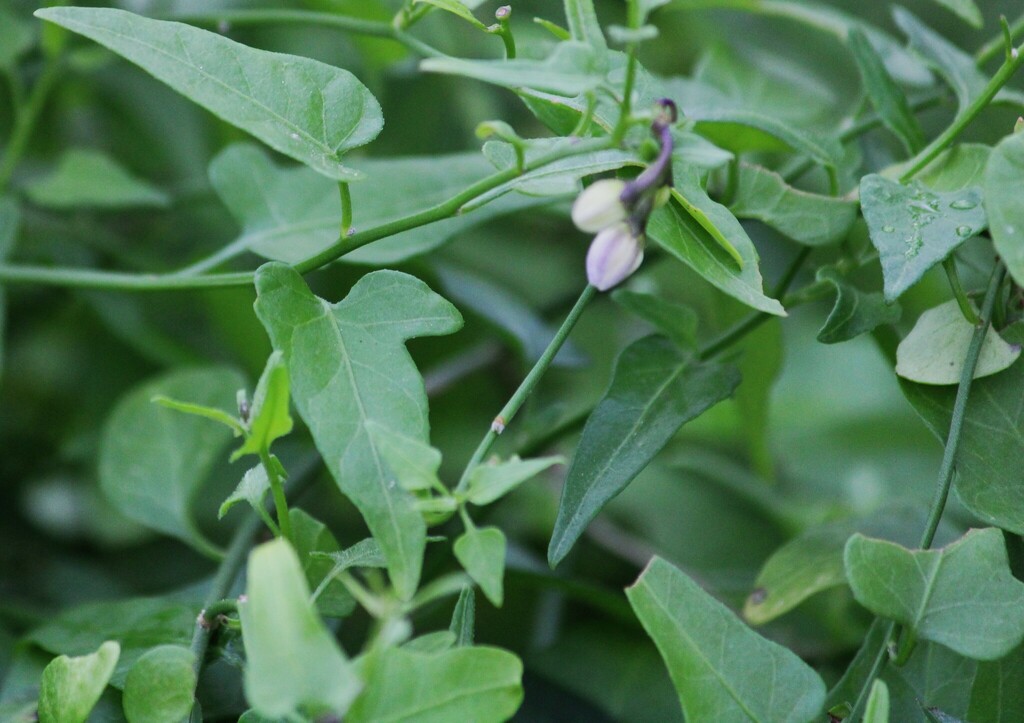 Texas nightshade from South Side, Corpus Christi, TX, USA on November ...