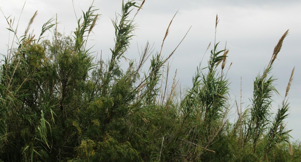 giant reed from South Side, Corpus Christi, TX, USA on November 25 ...