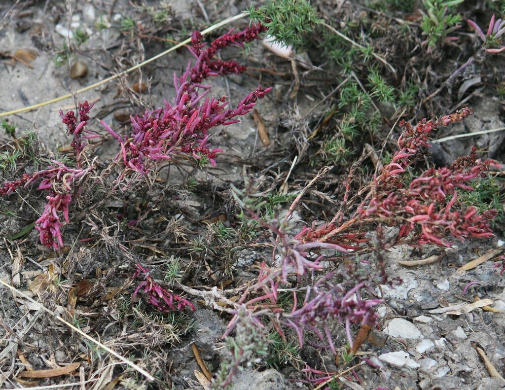 Annual Seepweed from South Side, Corpus Christi, TX, USA on November 25 ...