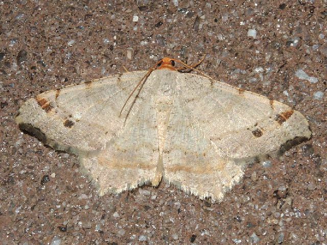 Red-headed Inchworm Moth from Jamaica Bay Wildlife Refuge, Queens, NY ...