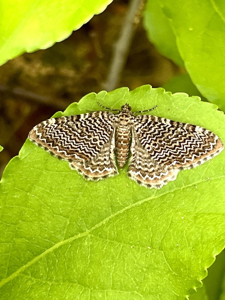 Scallop Shell Moths from Ward Pound Ridge Reservation, Pound Ridge, NY ...