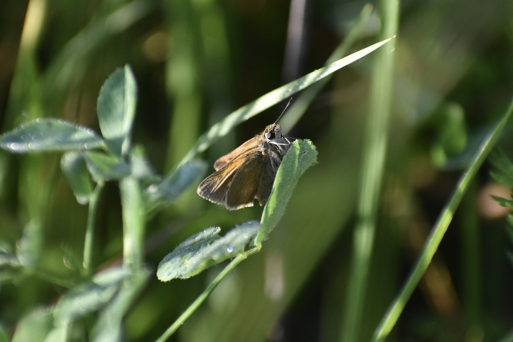 Tawny-edged Skipper from Cass County, IA on June 10, 2021 at 07:29 AM ...