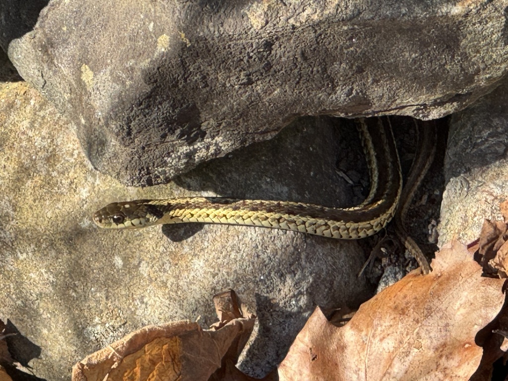 Common Garter Snake from Bush St, Marlborough, NH, US on November 25 ...