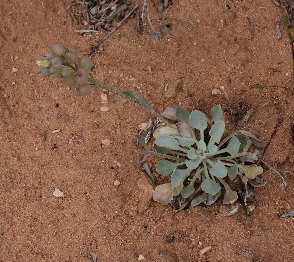 Double Bladderpod from Mesa County, CO, USA on May 18, 2023 at 09:38 AM ...