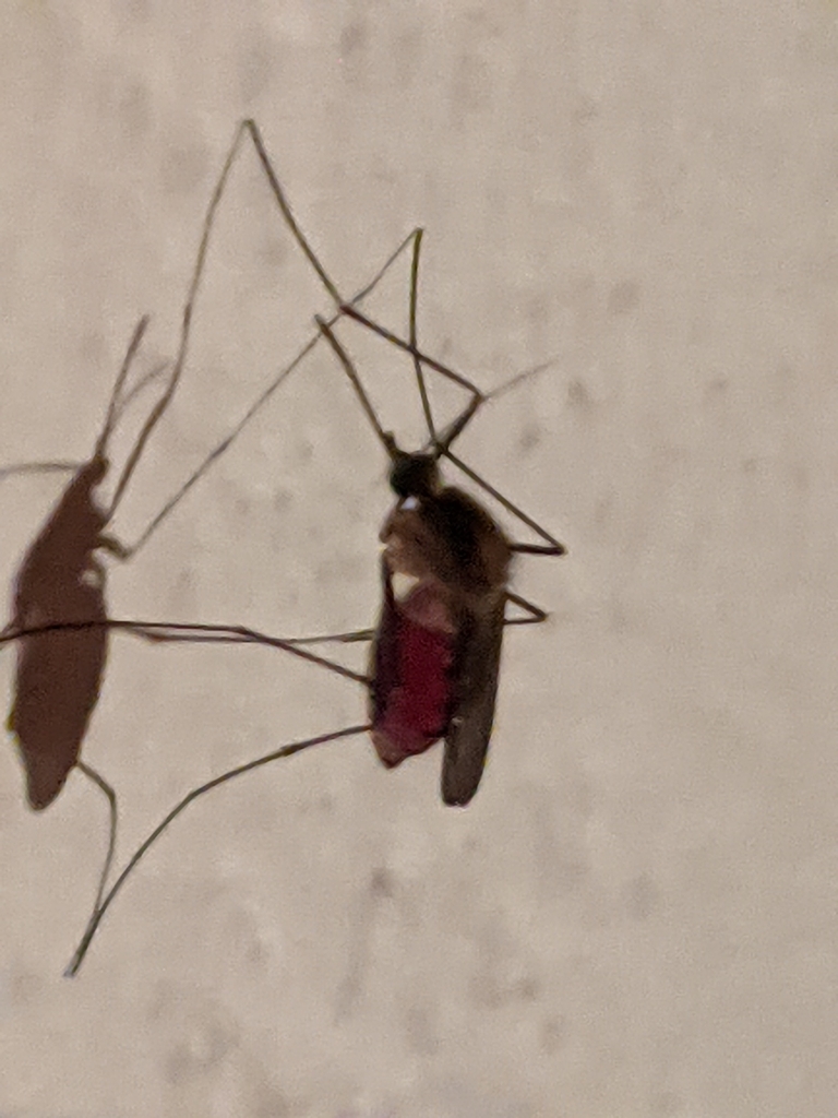 Culicine Mosquitoes from Brenton-on-Sea, 6570, South Africa on November ...
