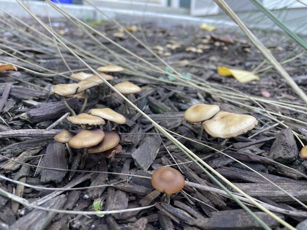 Wavy Cap in November 2023 by ayd_5295 · iNaturalist