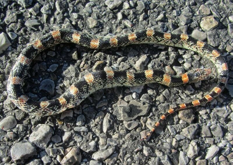 Long-nosed Snake in May 2017 by David Heckard · iNaturalist