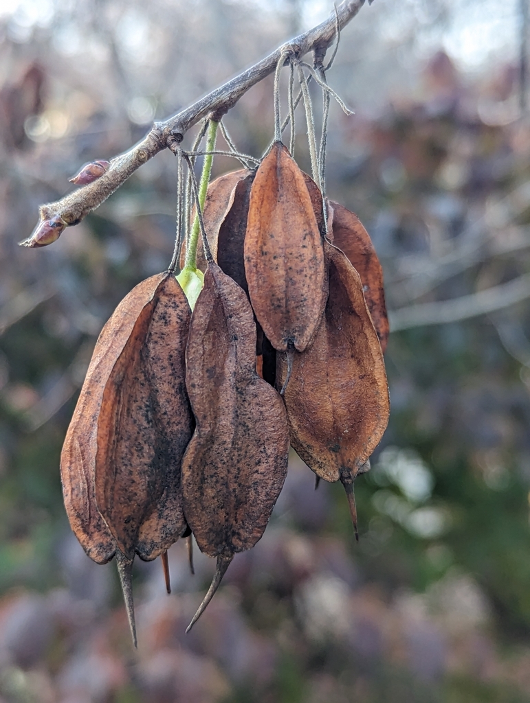 Carolina Silverbell (Flowering Trees of Appalachia) · iNaturalist