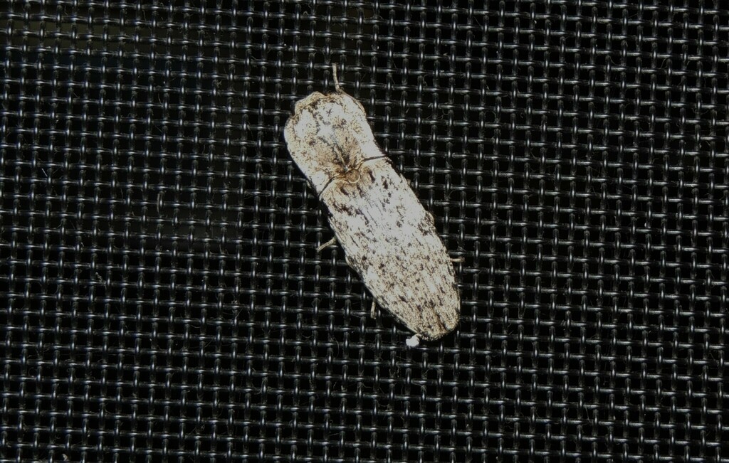 Cryptalaus from Strathdickie QLD 4800, Australia on November 25, 2023 ...
