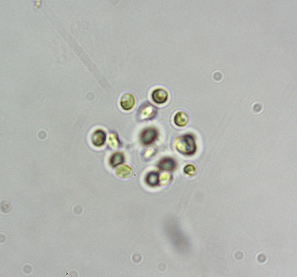 (Dictyosphaerium) - Botanical Realm