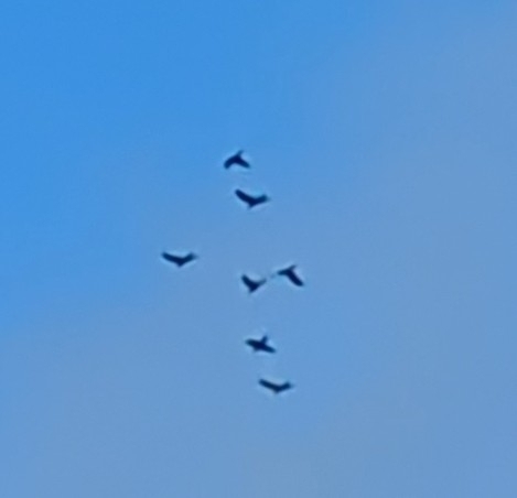 Yellow-tailed Black-Cockatoo from Staughton Vale VIC 3340, Australia on ...