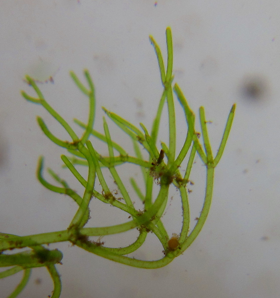 Nitella mucronata (A.Braun) Miq.