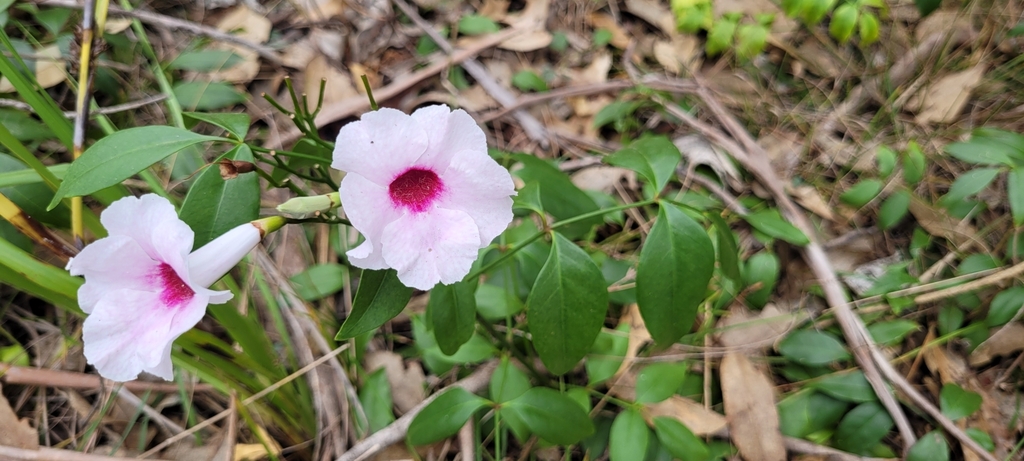 Bower Plant in June 2023 by messy_jessy · iNaturalist
