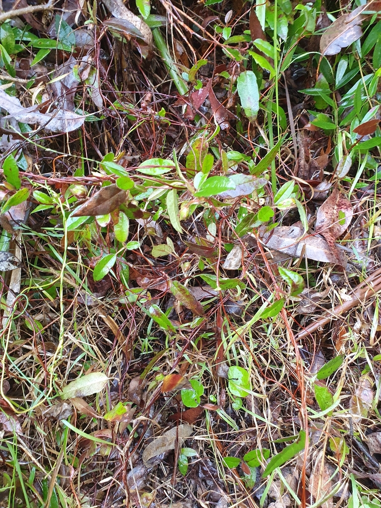 Toothed Guinea Flower from Hornsby - South, AU-NS, AU on November 26 ...