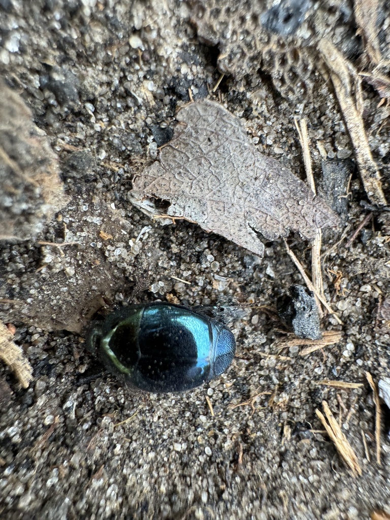 Saprinus from Mudumu National Park, Zambezi, NA on November 25, 2023 at ...