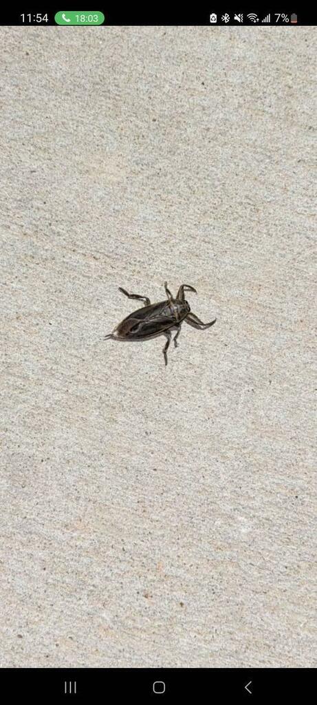 Giant Water Bugs from Dekalb County, GA, USA on November 16, 2023 by ...