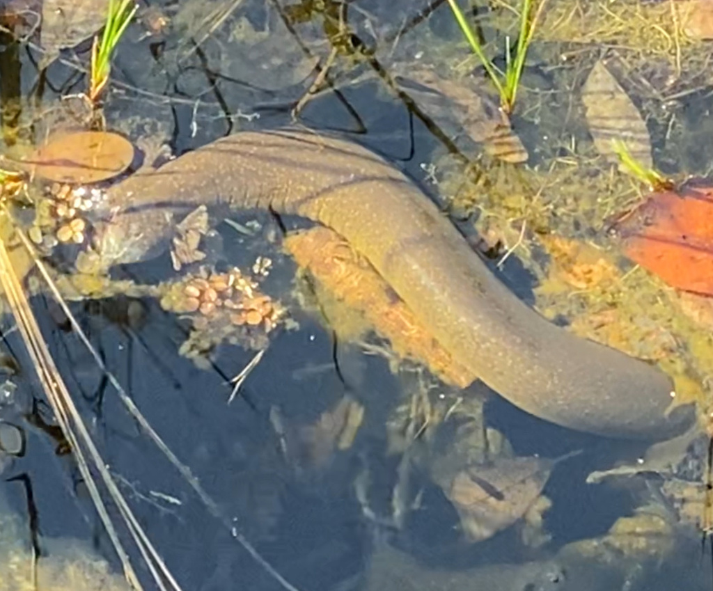 Greater Siren from Delta Industrial Park, Tallahassee, FL, US on ...