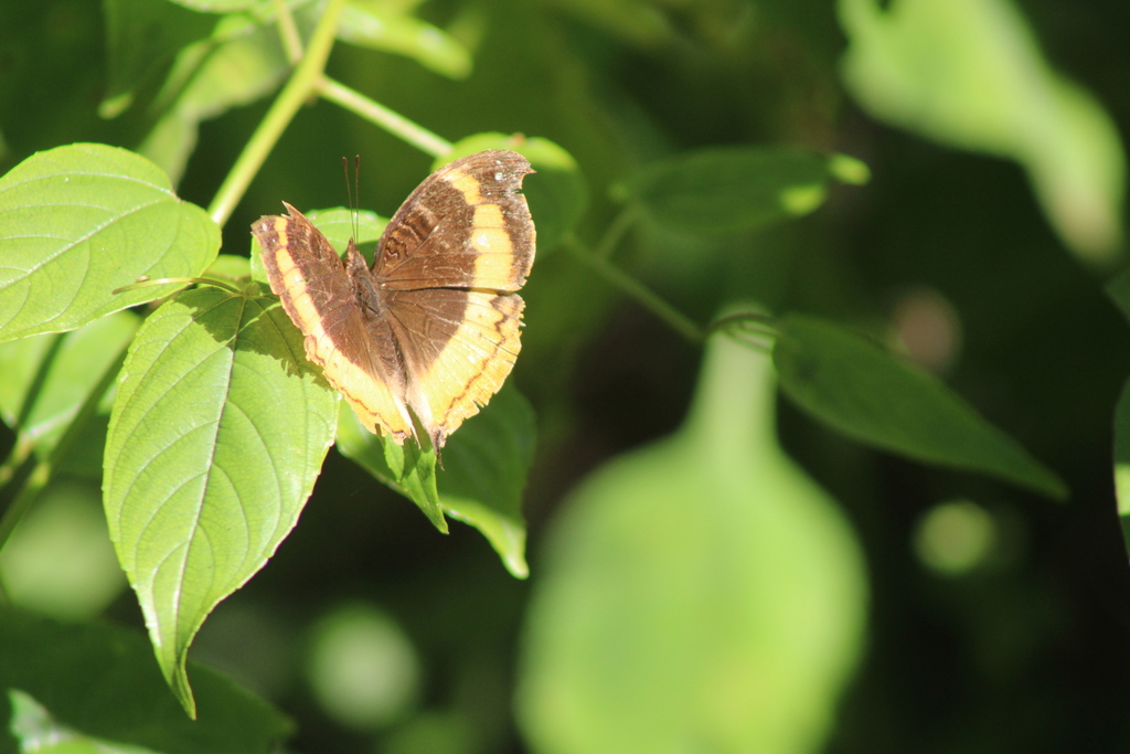 Malagasy Leaf Commodore from Antsiranana II, Madagascar on July 8, 2023 ...