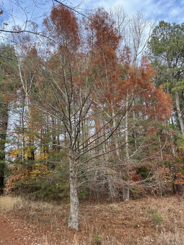 baldcypress from Potomac River, Indian Head, MD, US on November 24 ...