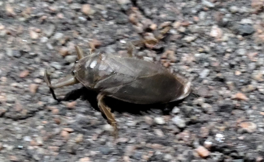 American Giant Water Bug from Nicollet Ave S & 50th St W, Minneapolis ...