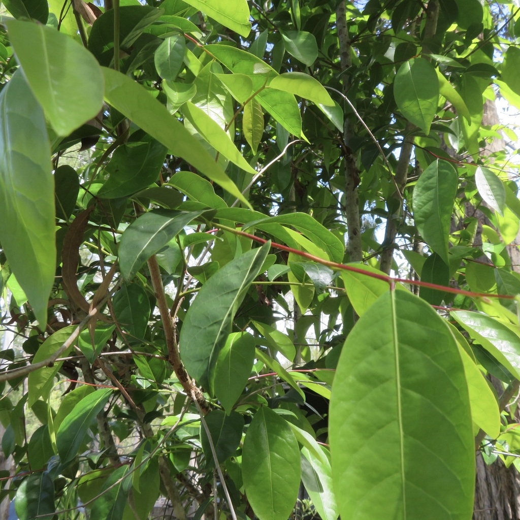 Glochidion from Stockyard Creek NSW 2460, Australia on November 24 ...
