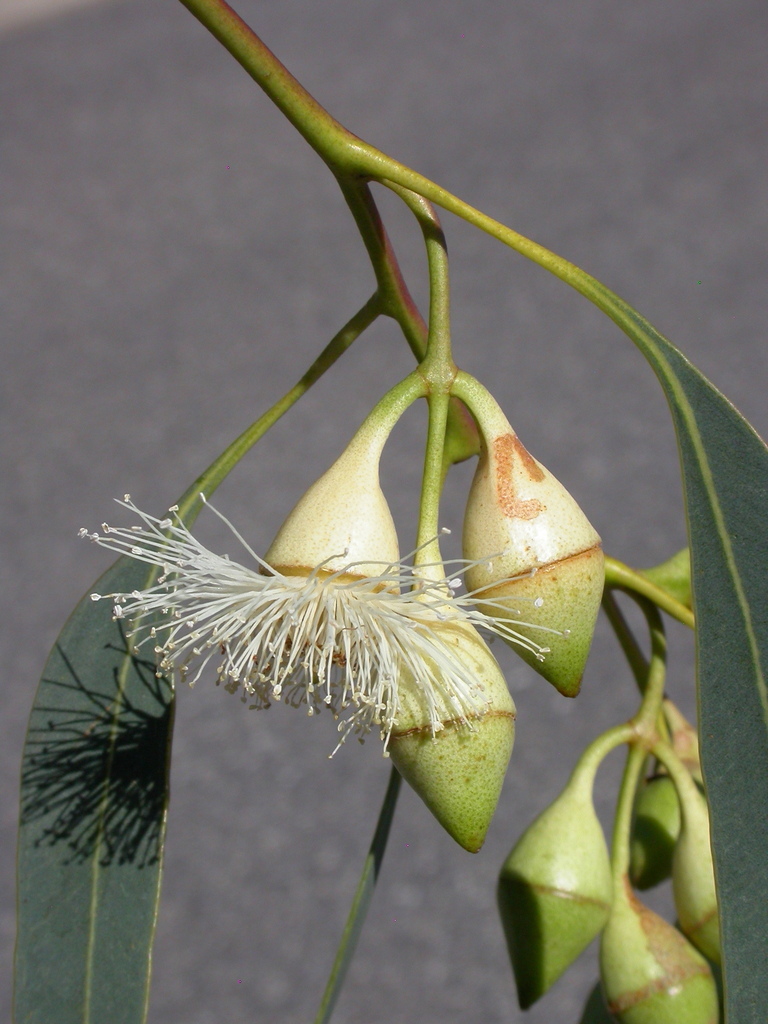 woollybutt (Eucalyptus longifolia) - Botanical Realm