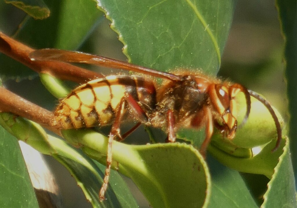 European Hornet from Westmoreland County, VA, USA on October 12, 2023 ...