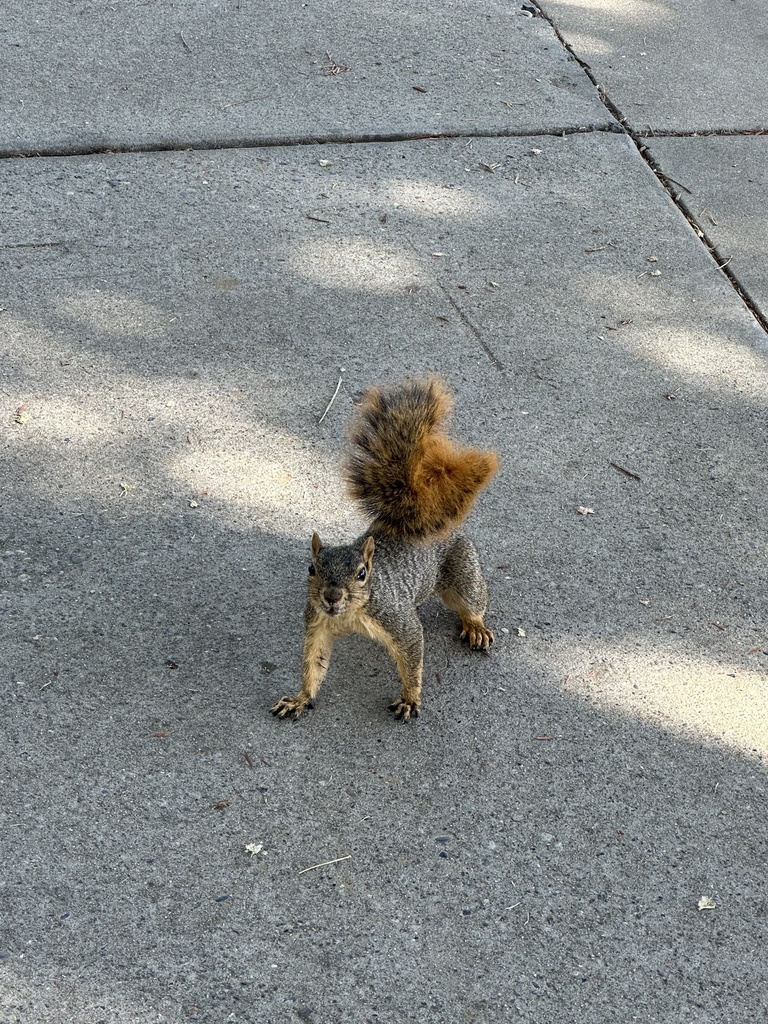 Fox Squirrel from California State University, Fresno, CA, US on ...