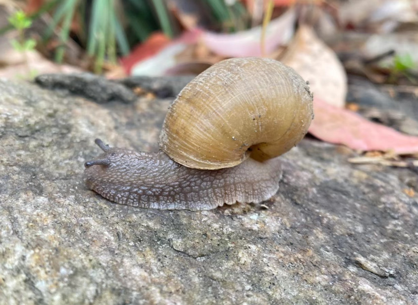 Acusta ravida from 江苏, CN on May 18, 2023 at 01:12 AM by tingmaggie2004 ...