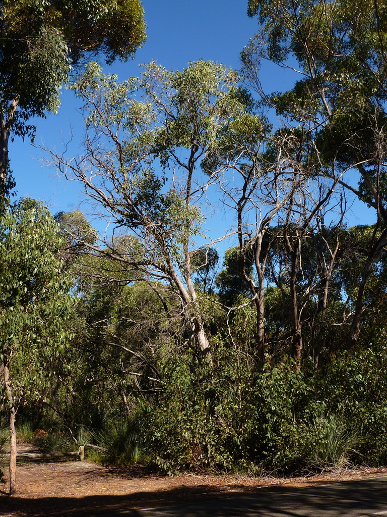 mount campass swamp gum from Flinders Chase SA 5223, Australia on April ...