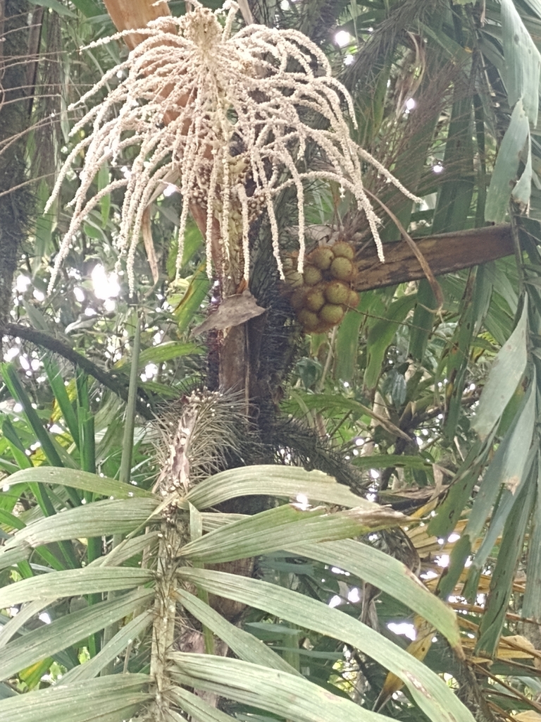 Bactris gasipaes chichagui in November 2023 by sebas · iNaturalist