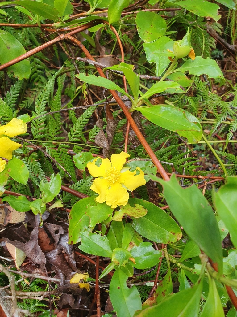 Climbing Guinea flower from Hornsby - South, AU-NS, AU on November 26 ...