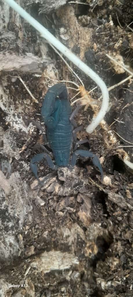 Slender Brown Scorpion from Cazones de Herrera, Ver., México on ...