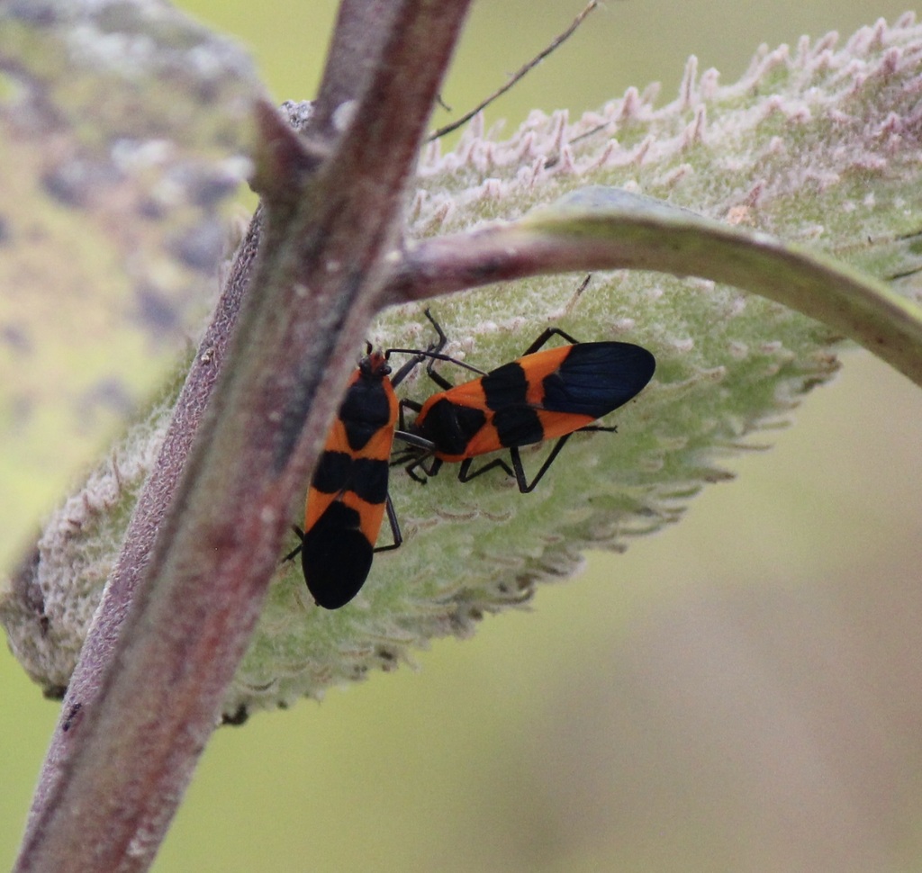 Large Milkweed Bug from Hamilton, Ohio, United States on September 10 ...