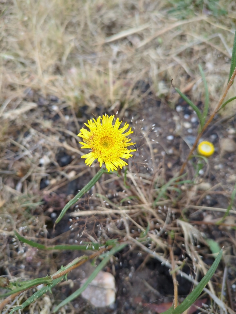 Copper-wire Daisies from Staughton Vale VIC 3340, Australia on November ...