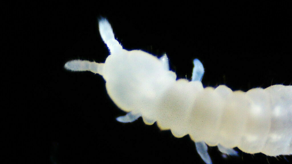 Onychiurinae (Biota de Itaca (RNSC), Gachantivá, Boyacá) · NaturaLista ...