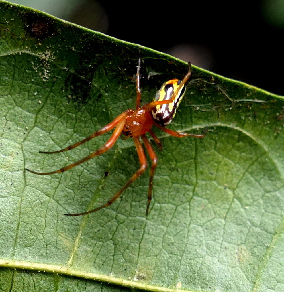 Orchard Spiders and Allies from Zona rural de Paudalho - Pernambuco on November 4, 2023 at 08:46 ...
