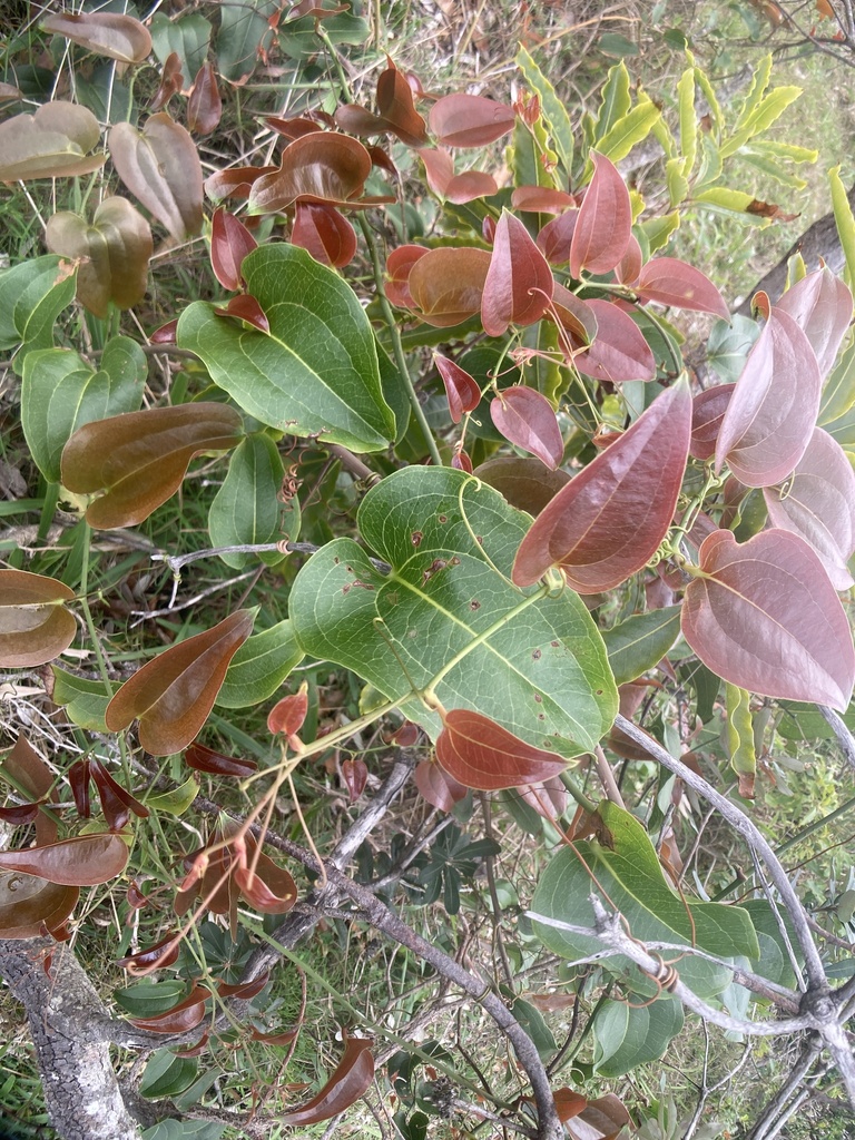 Austral Sarsaparilla from Moonee Beach Nature Reserve, Emerald Beach, NSW, AU on November 26 ...
