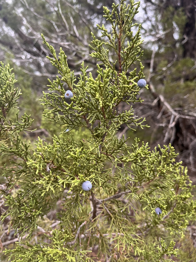 Ashe juniper from Dinosaur Valley State Park, Glen Rose, TX, US on ...