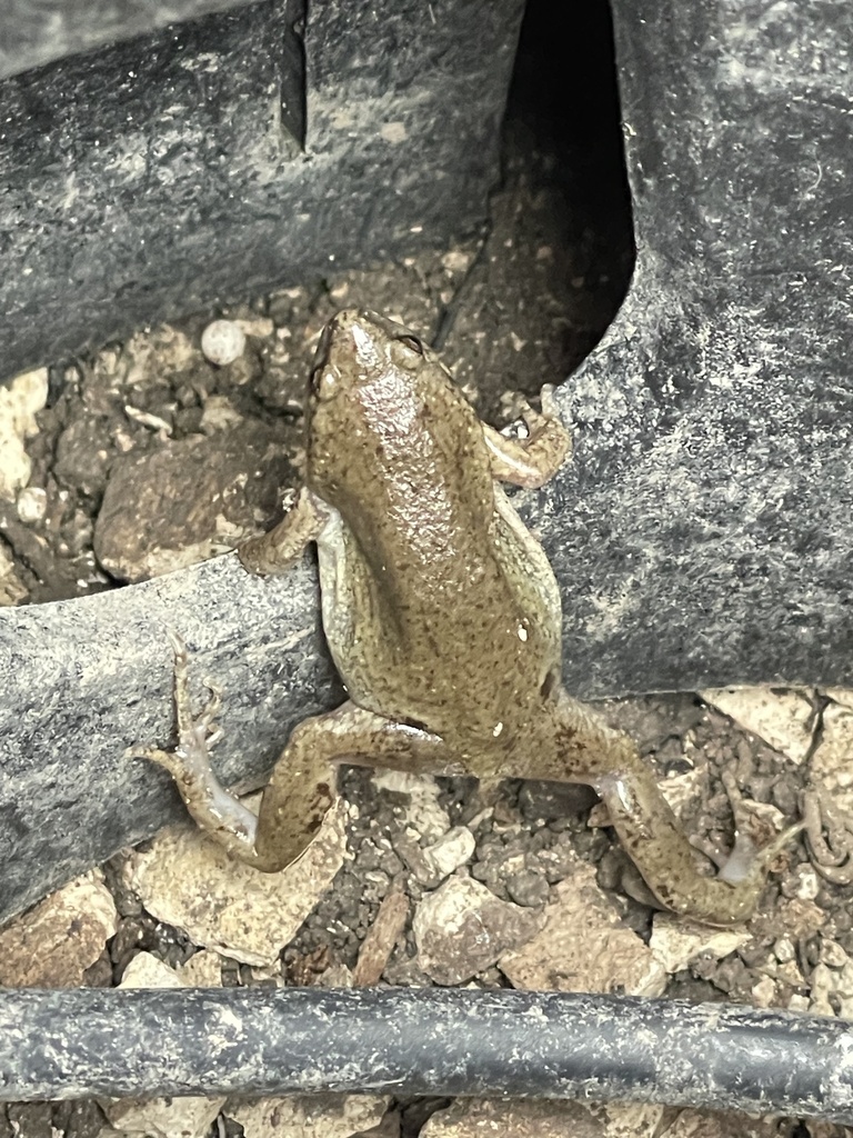 Western Narrow-mouthed Toad in May 2023 by Staci Jenkins · iNaturalist