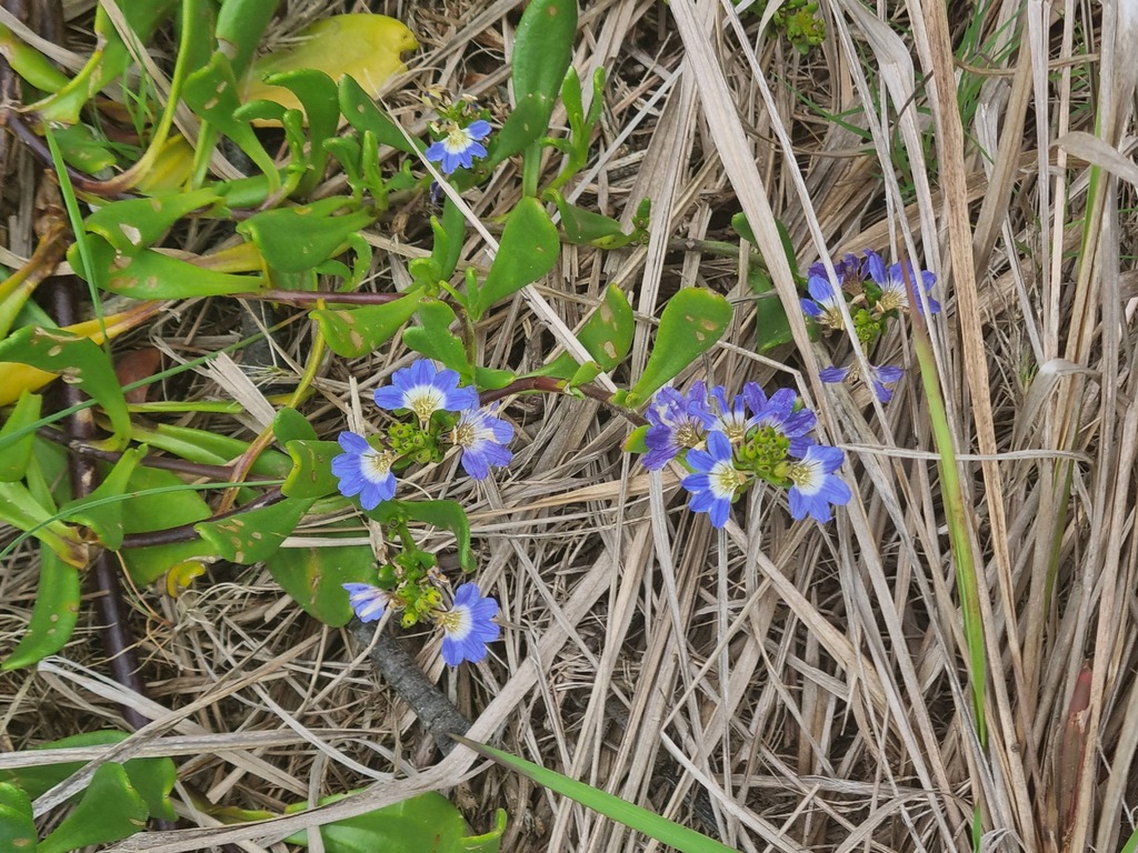 dune fan-flower from Coffs Harbour NSW, Australia on November 26, 2023 ...