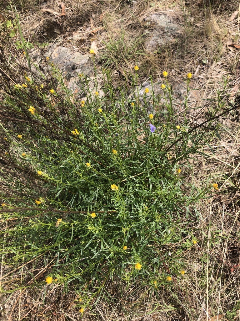 flowering plants from Miloo St, Cooma, NSW, AU on November 26, 2023 at ...