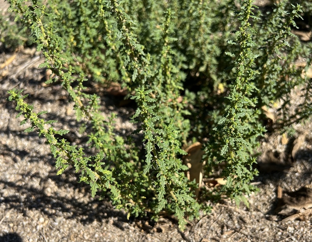 Clammy goosefoot from Fullerton Arboretum, Fullerton, CA, US on ...