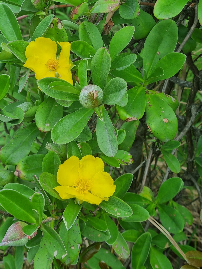 Climbing Guinea flower from Coffs Harbour NSW, Australia on November 26, 2023 at 09:11 AM by ...