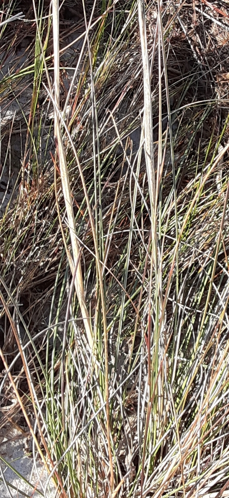 Gulf Cordgrass from Escambia County, FL, USA on November 25, 2023 at 02 ...