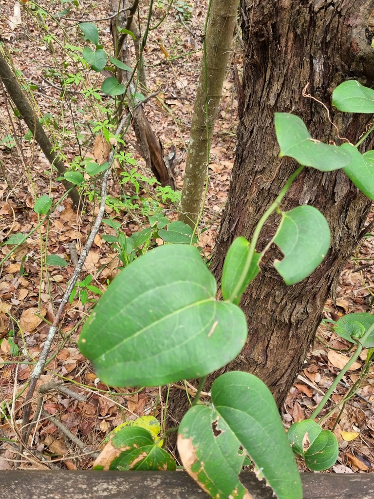 Austral Sarsaparilla from Coffs Harbour NSW, Australia on November 26, 2023 at 08:48 AM by ...
